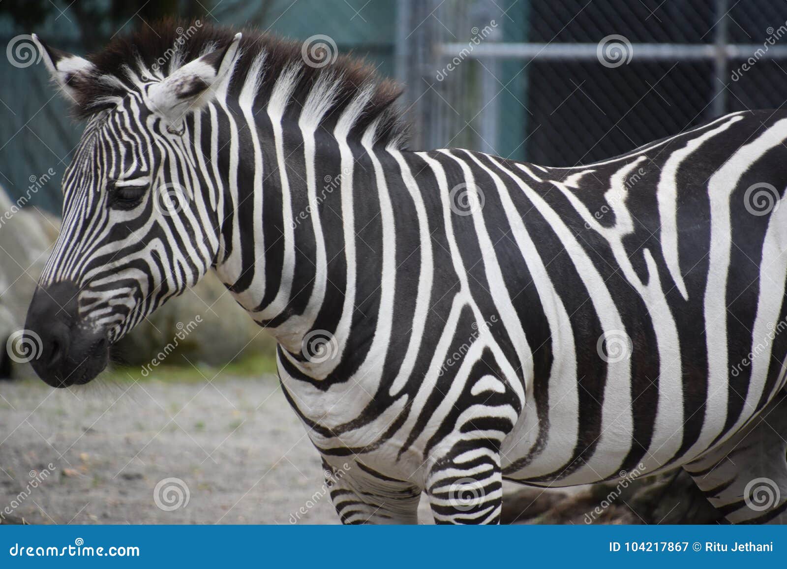 Sebra fotografering för bildbyråer. Bild av grässlätt - 104217867