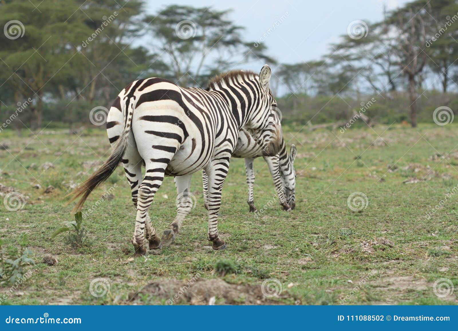 Sebra arkivfoto. Bild av sebra, unikt, mycket, sällan - 111088502