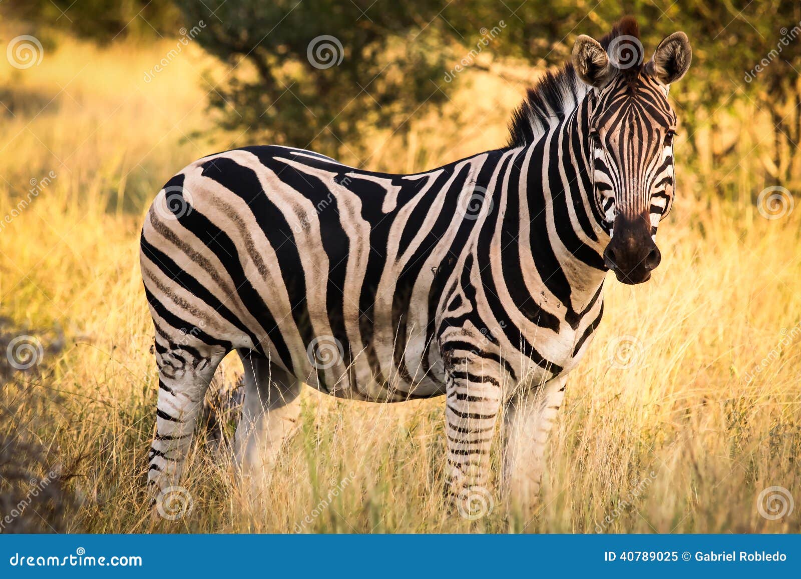 Sebra fotografering för bildbyråer. Bild av beta, tyst - 40789025