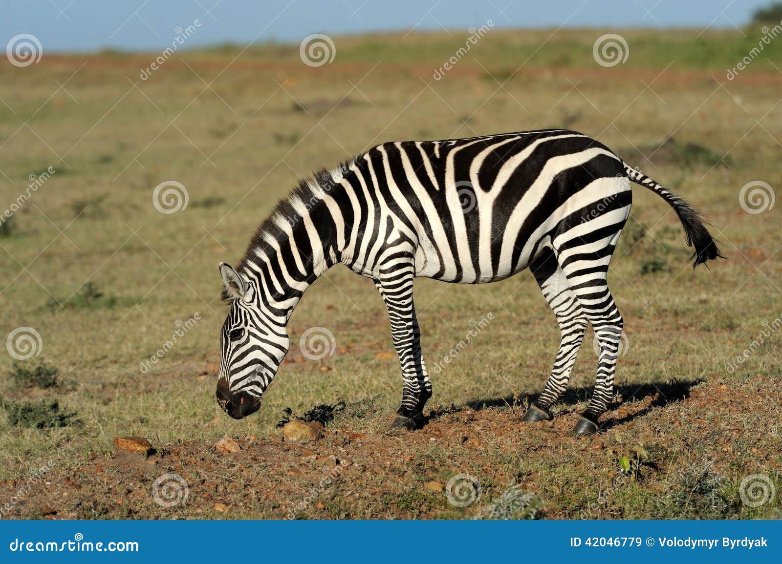 Sebra fotografering för bildbyråer. Bild av södra, däggdjur - 42046779