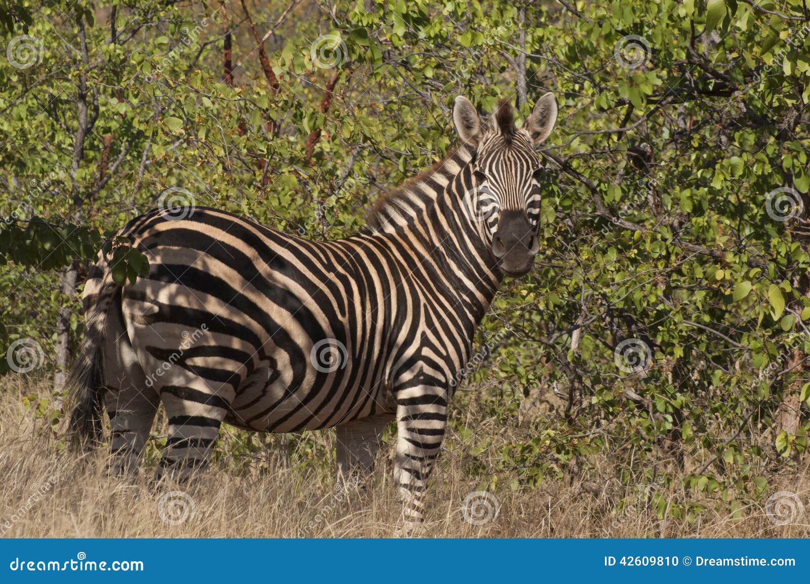 Sebra redaktionell foto. Bild av buske, bothy, afrika - 42609810