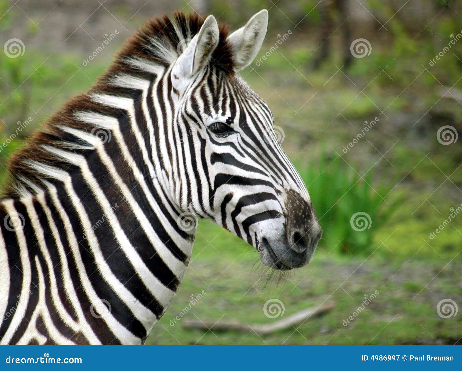 Sebra Bild. Bild: 4986997