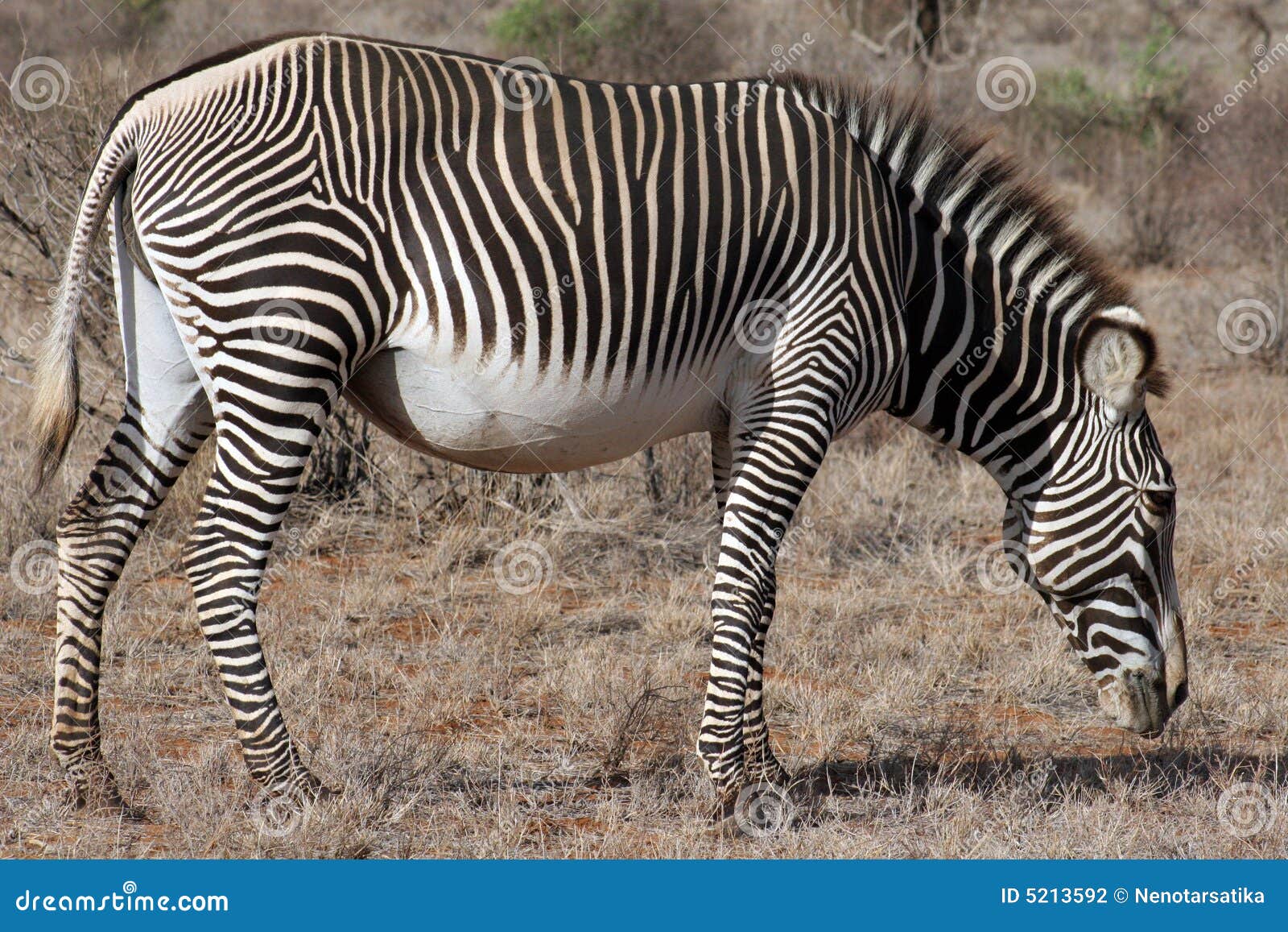 Sebra arkivfoto. Bild av kenya, savann, knapp, nationellt - 5213592