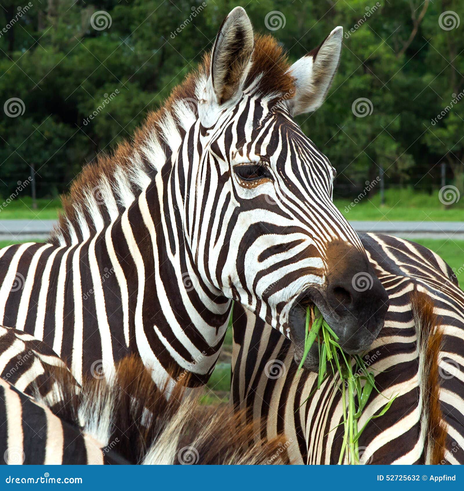 Sebra arkivfoto. Bild av nairobi, angus, kenya, drev - 52725632