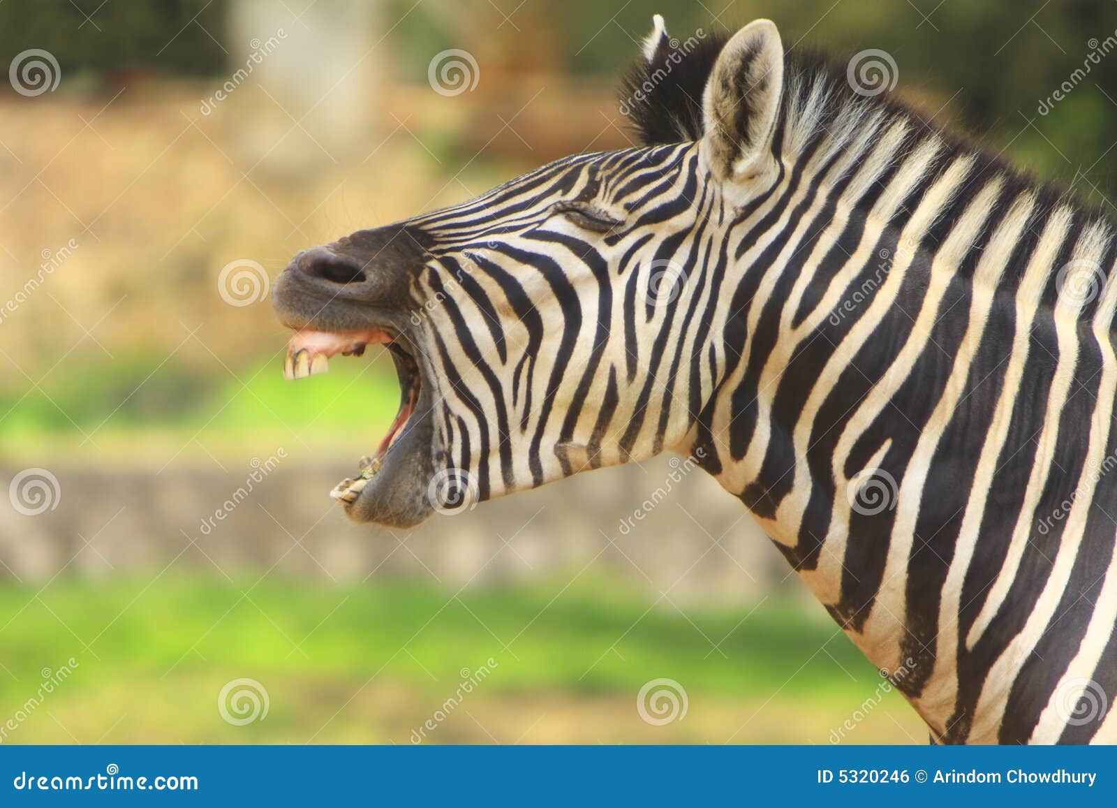 Sebra arkivfoto. Bild av natur, afrika, park, svart, angus - 5320246