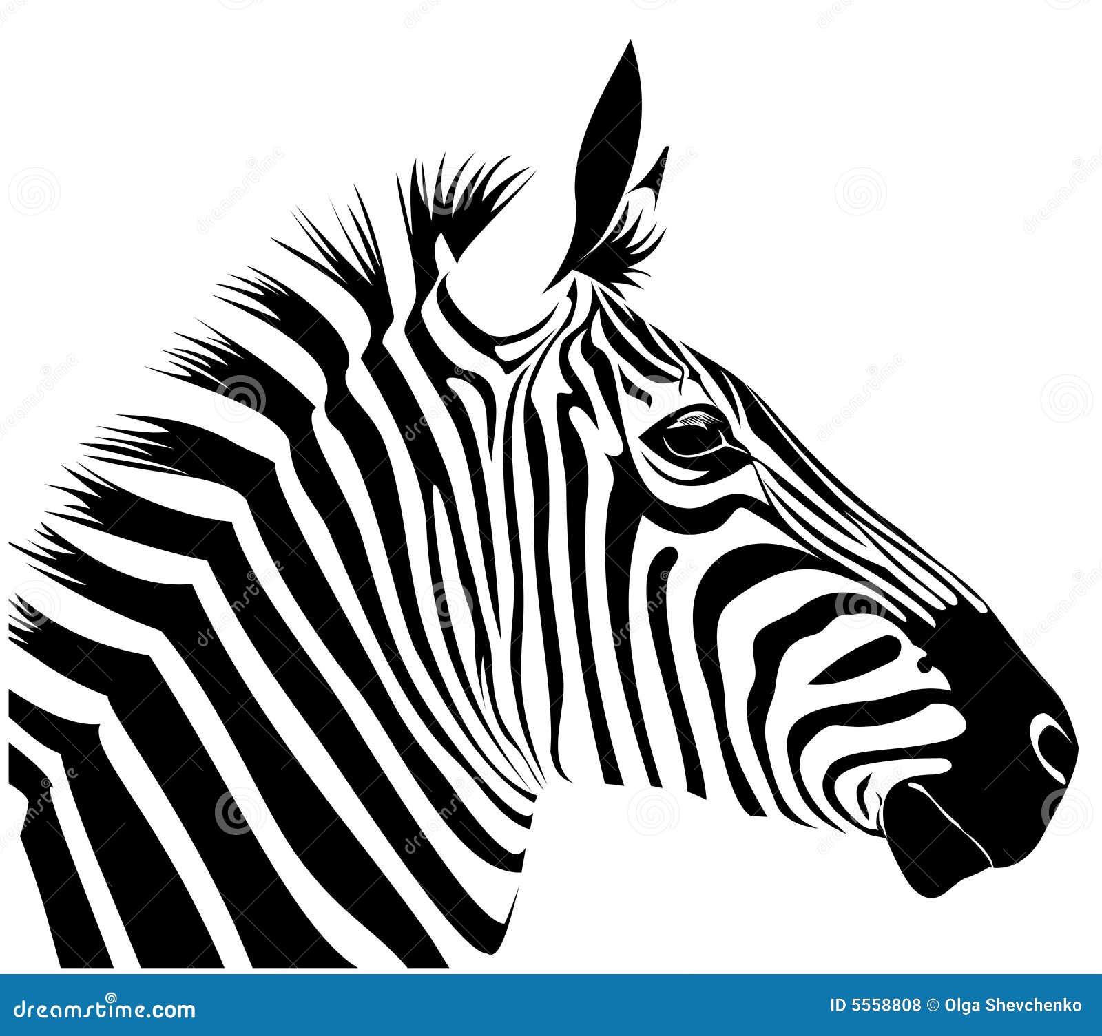 Sebra vektor illustrationer. Illustration av afrika, exotiskt - 5558808