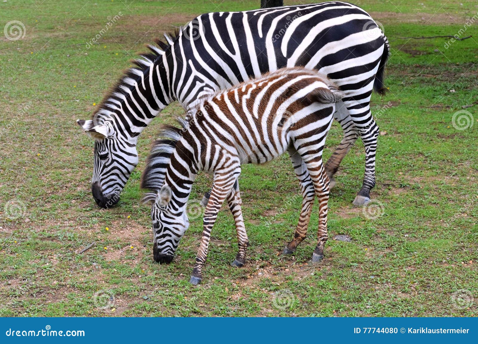 Sebra arkivfoto. Bild av beta, livstid, grön, stänga - 77744080