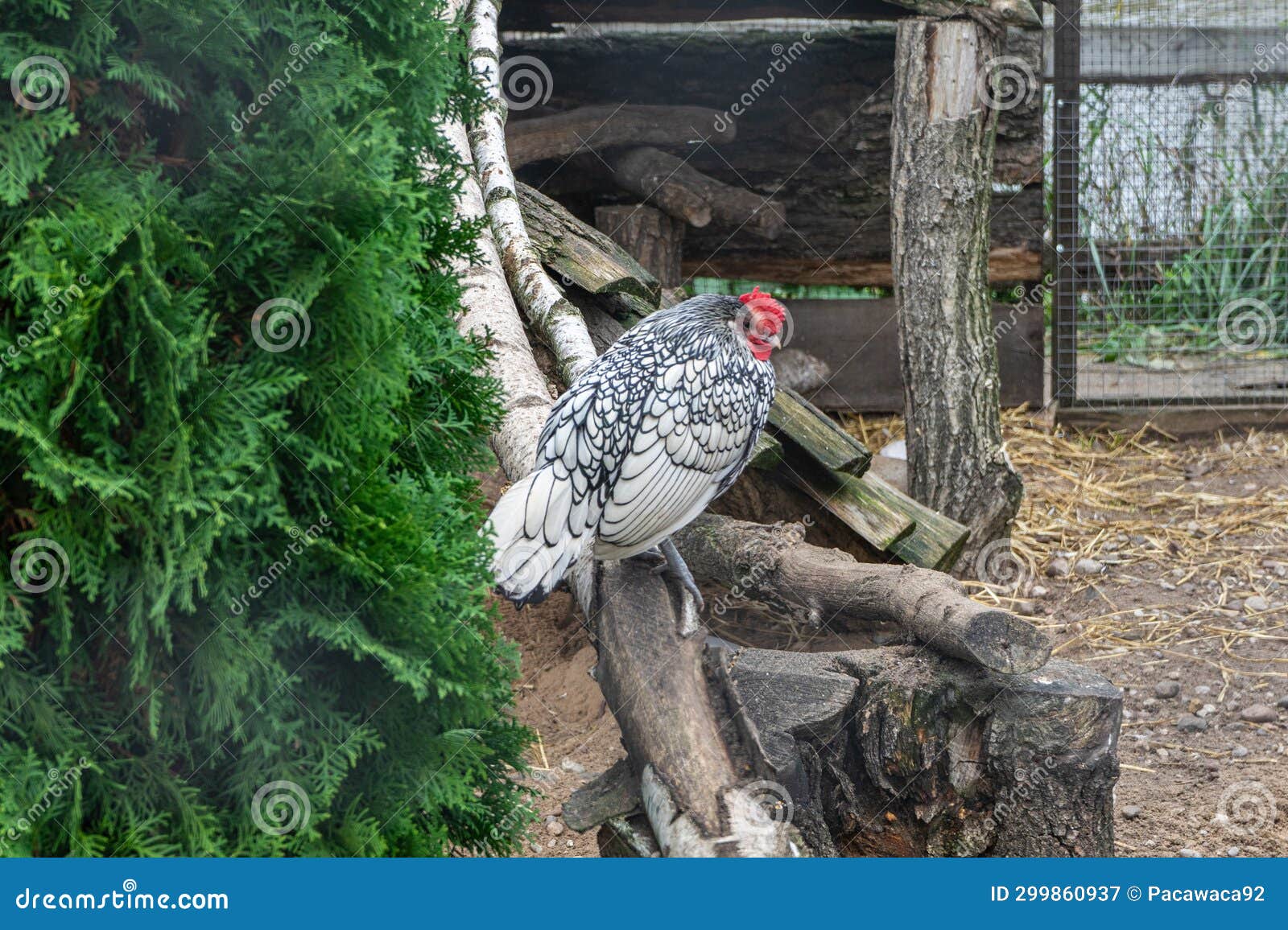 Sebright Bantam Rooster Sits on Pole Stock Image - Image of rooster ...