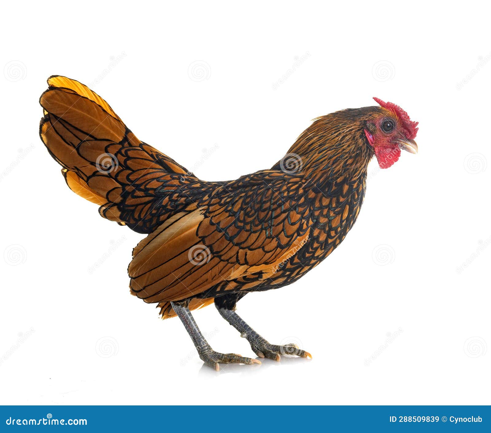 Sebright chicken in studio stock image. Image of white - 288509839