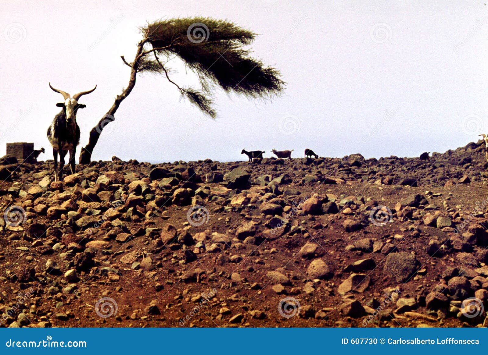 Seca e seca foto de stock. Imagem de chuva, sahara, verde - 607730