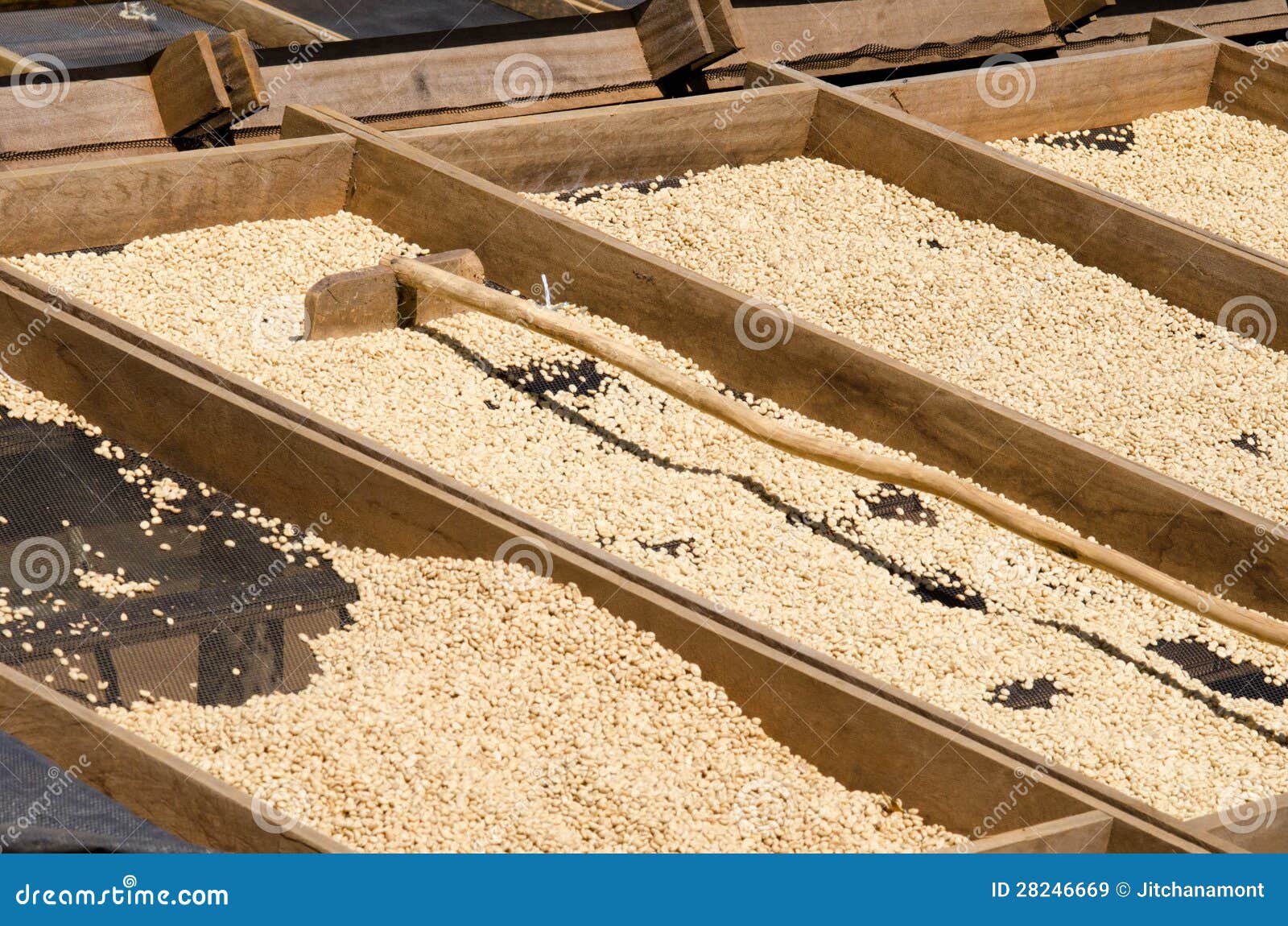 Secado De Los Granos De Café Imagen de archivo - Imagen de abierto ...