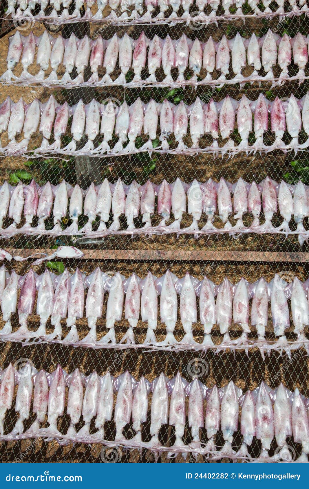 Secado de Squid6 foto de archivo. Imagen de primer, delicioso - 24402282