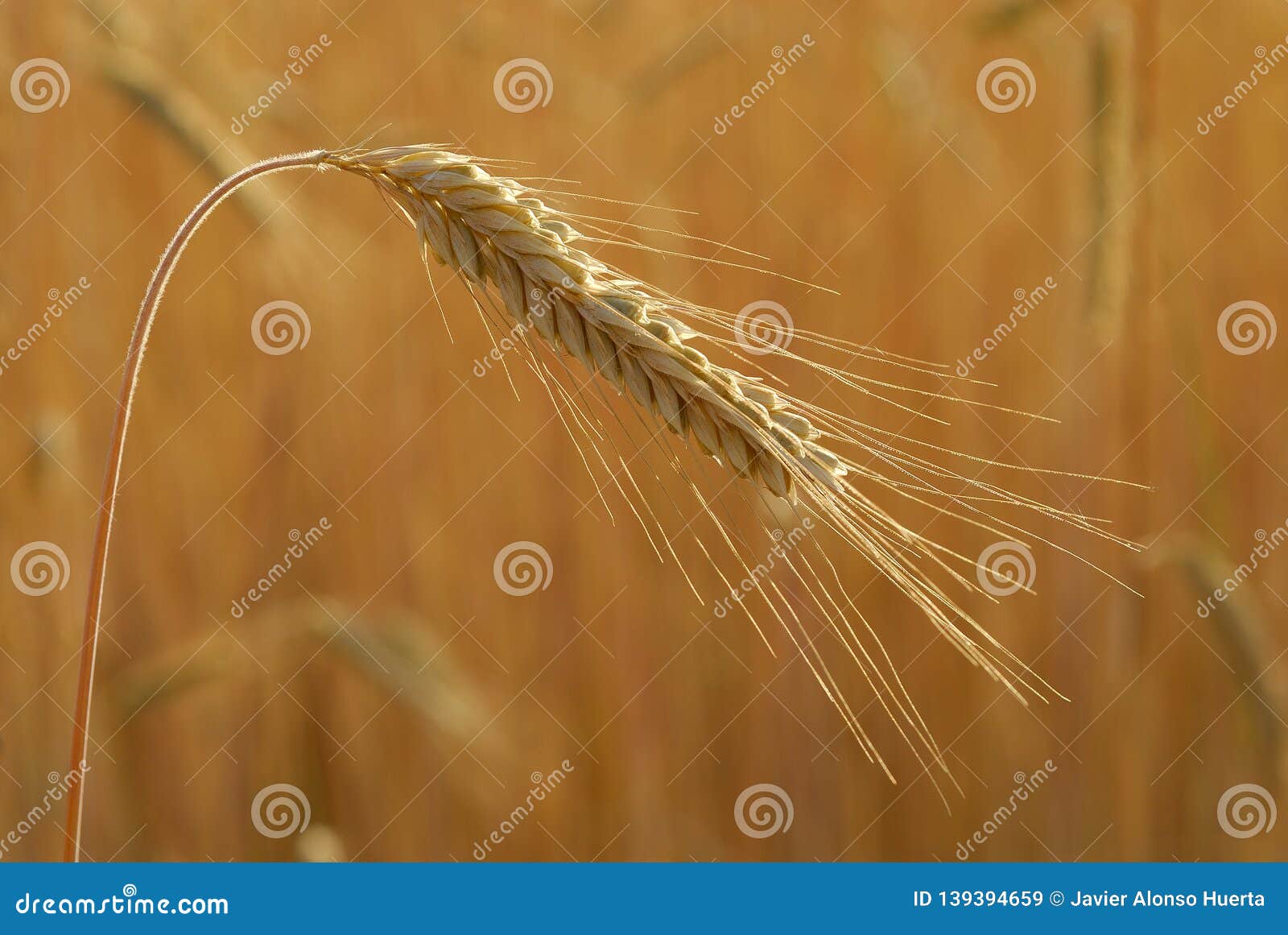 Secale Cereal, Rye, Allergens Plants Stock Image - Image of gramineae ...