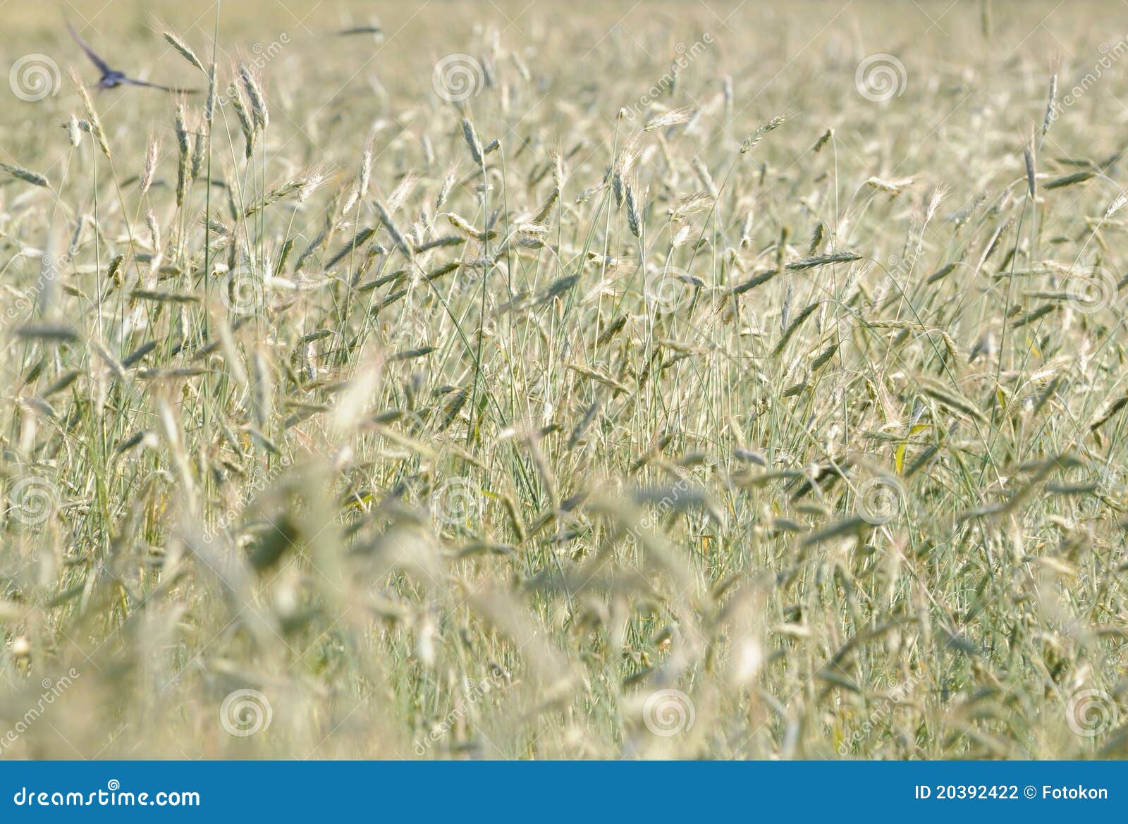 Secale cereale stock photo. Image of secale, farming - 20392422
