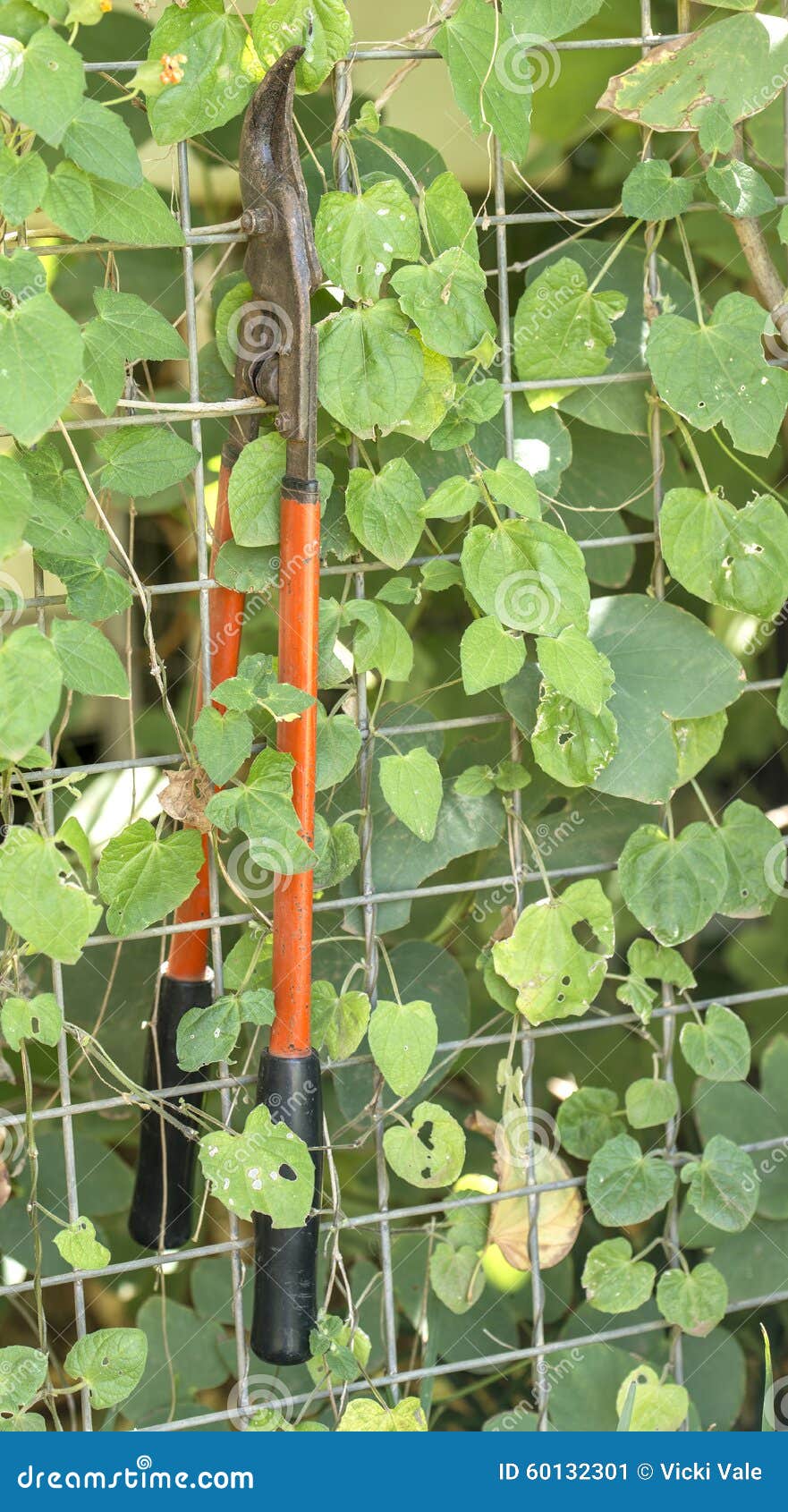 Secateurs Creeper Background Stock Image - Image of photograph, fence ...