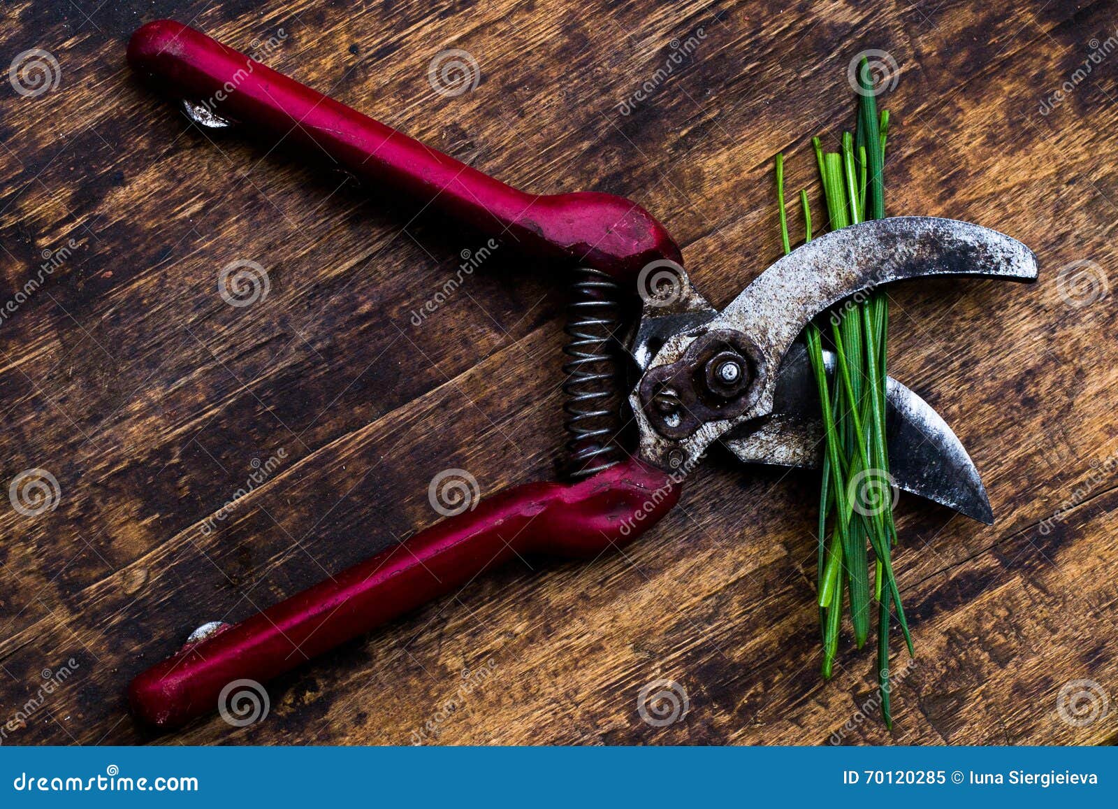 Secateurs on the Wooden Table. Stock Image - Image of pruner, village ...