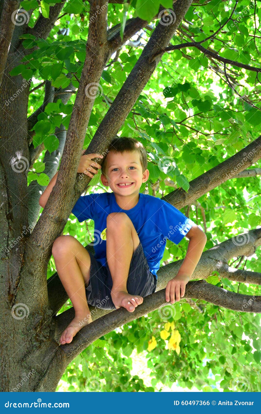 Sechs Jährigjunge, Der Einen Baum Klettert Kind Oben in Einem Baum ...