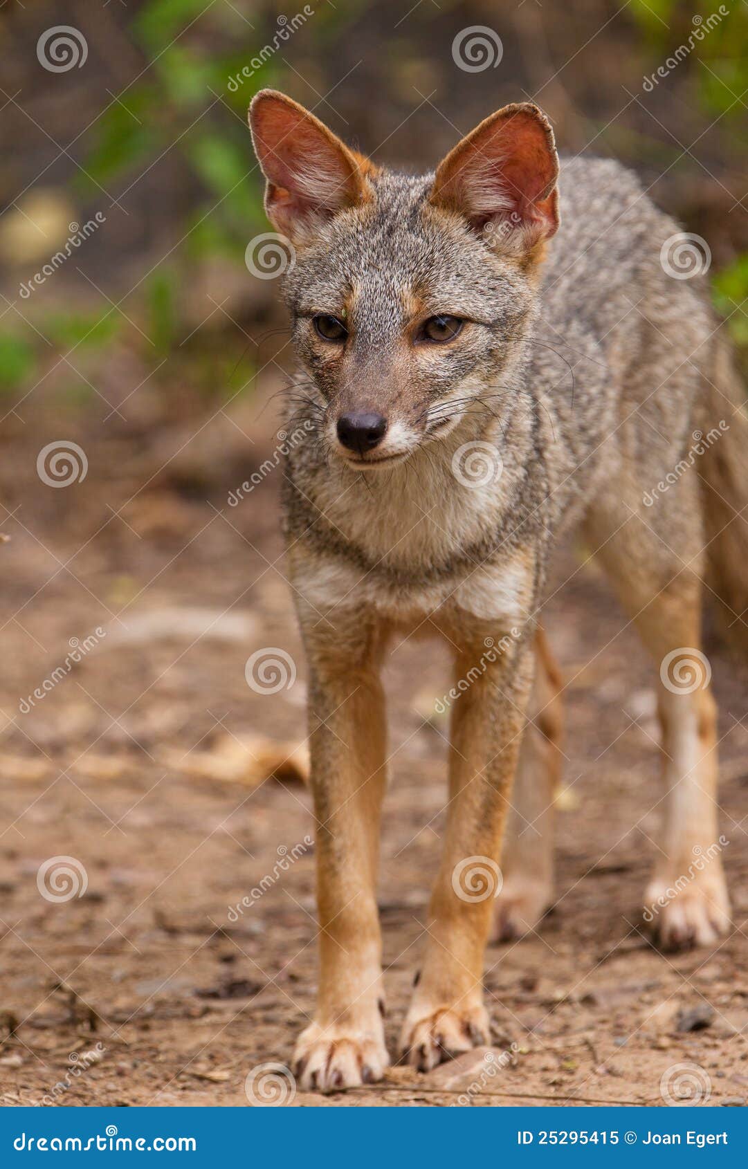 Sechuran Fox stock image. Image of close, carnivore, lycalopex - 25295415