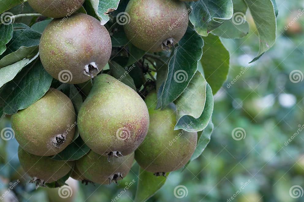Seckel pears stock image. Image of pear, tree, food, nature - 5869249