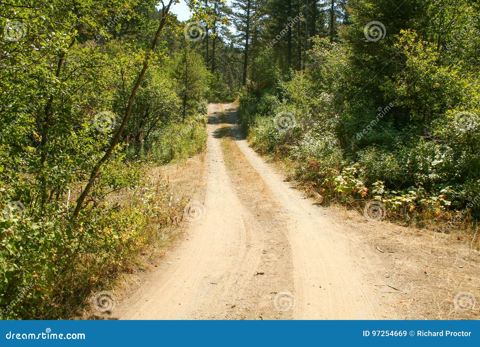 Secluded Dirt Road in the Forest Stock Image - Image of leaves ...