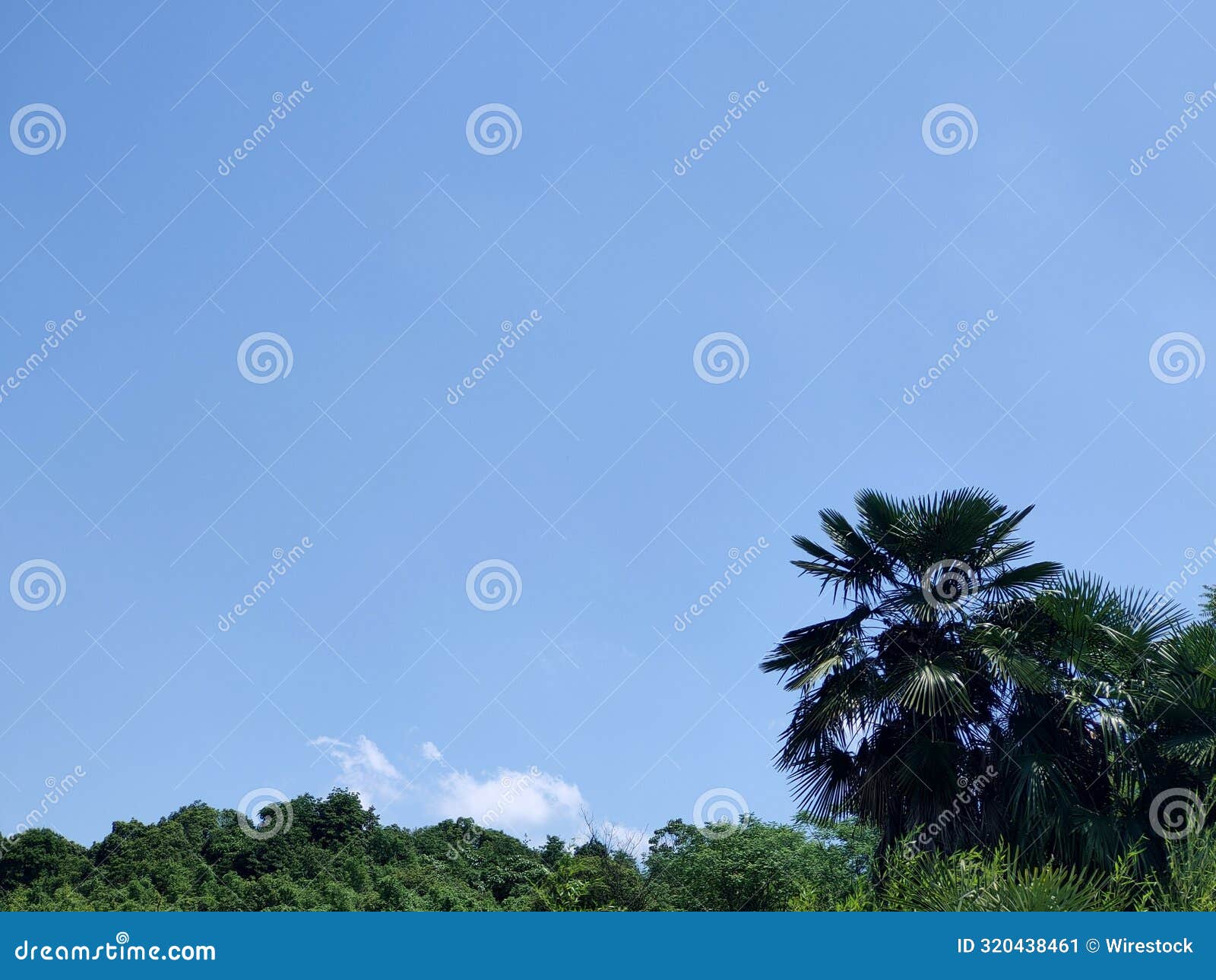 Secluded Pathway Flanked by Lush Greenery and Palm Trees Stock Image ...