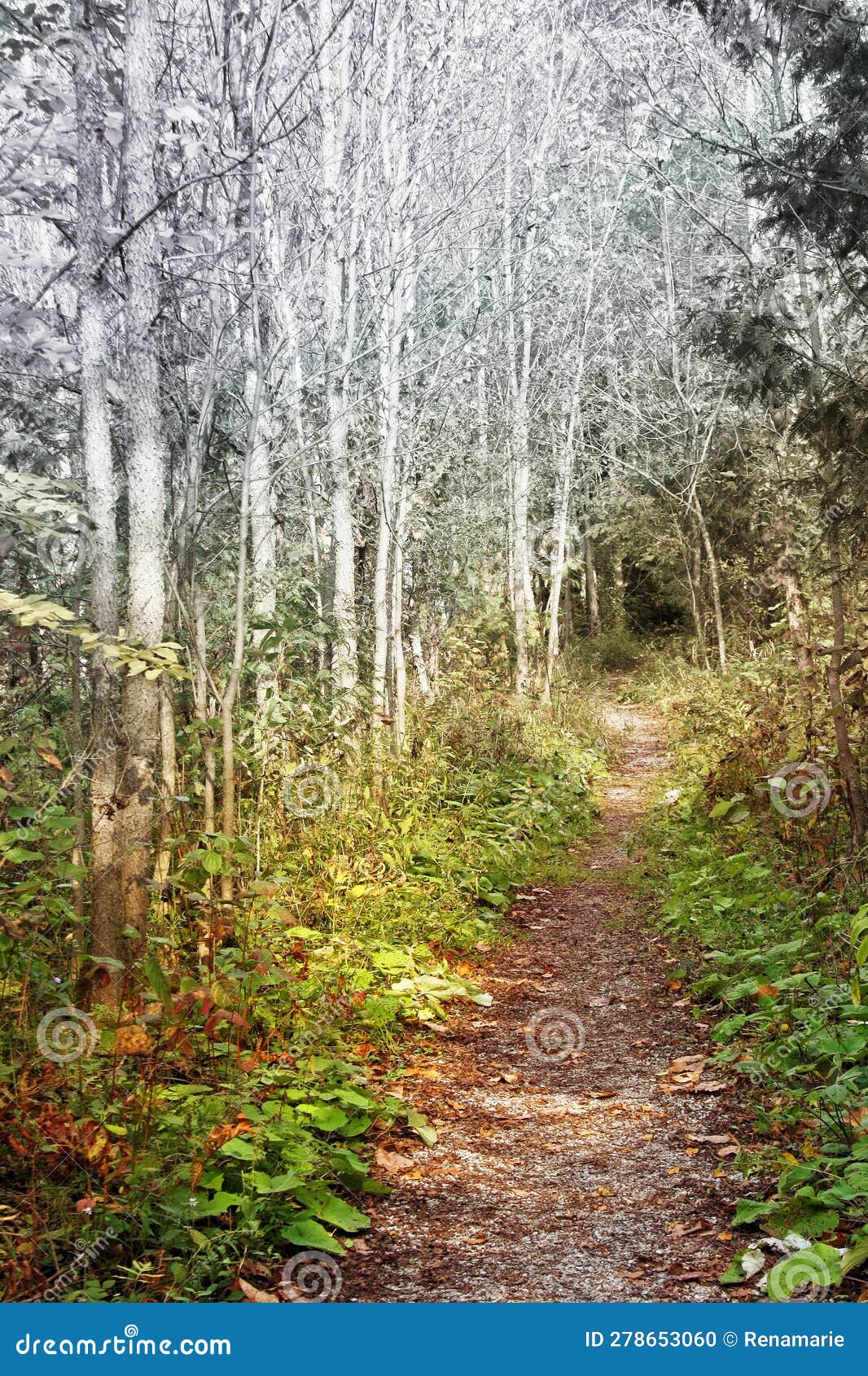 Secluded Pathway Winding through the Woods Stock Photo - Image of ...