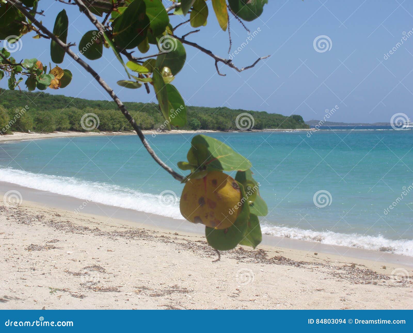 Secluded Perfect Caribbean Sandy Beach Stock Photo - Image of perfect ...