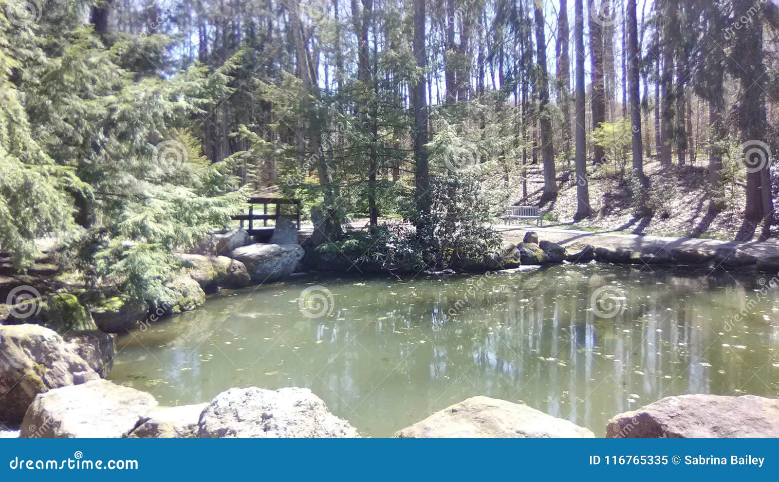 Pond stock image. Image of secluded, nature, peaceful - 116765335