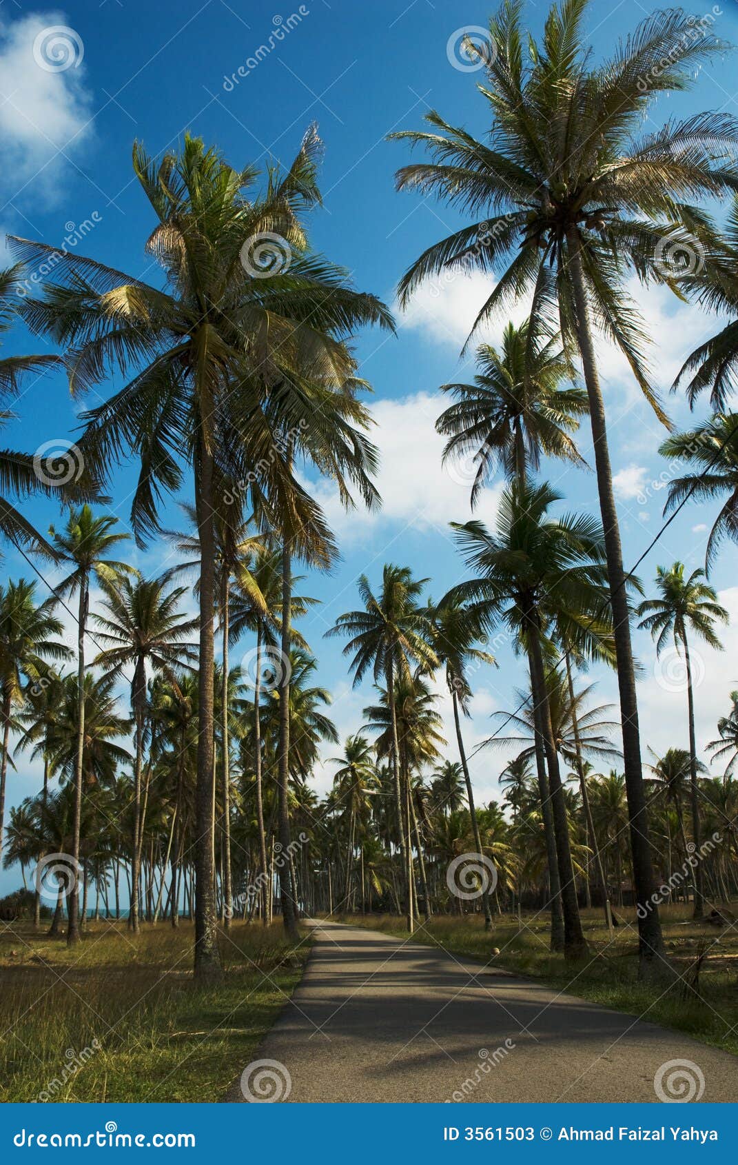 Secluded Road among Coconut Trees Stock Image - Image of hawaii ...