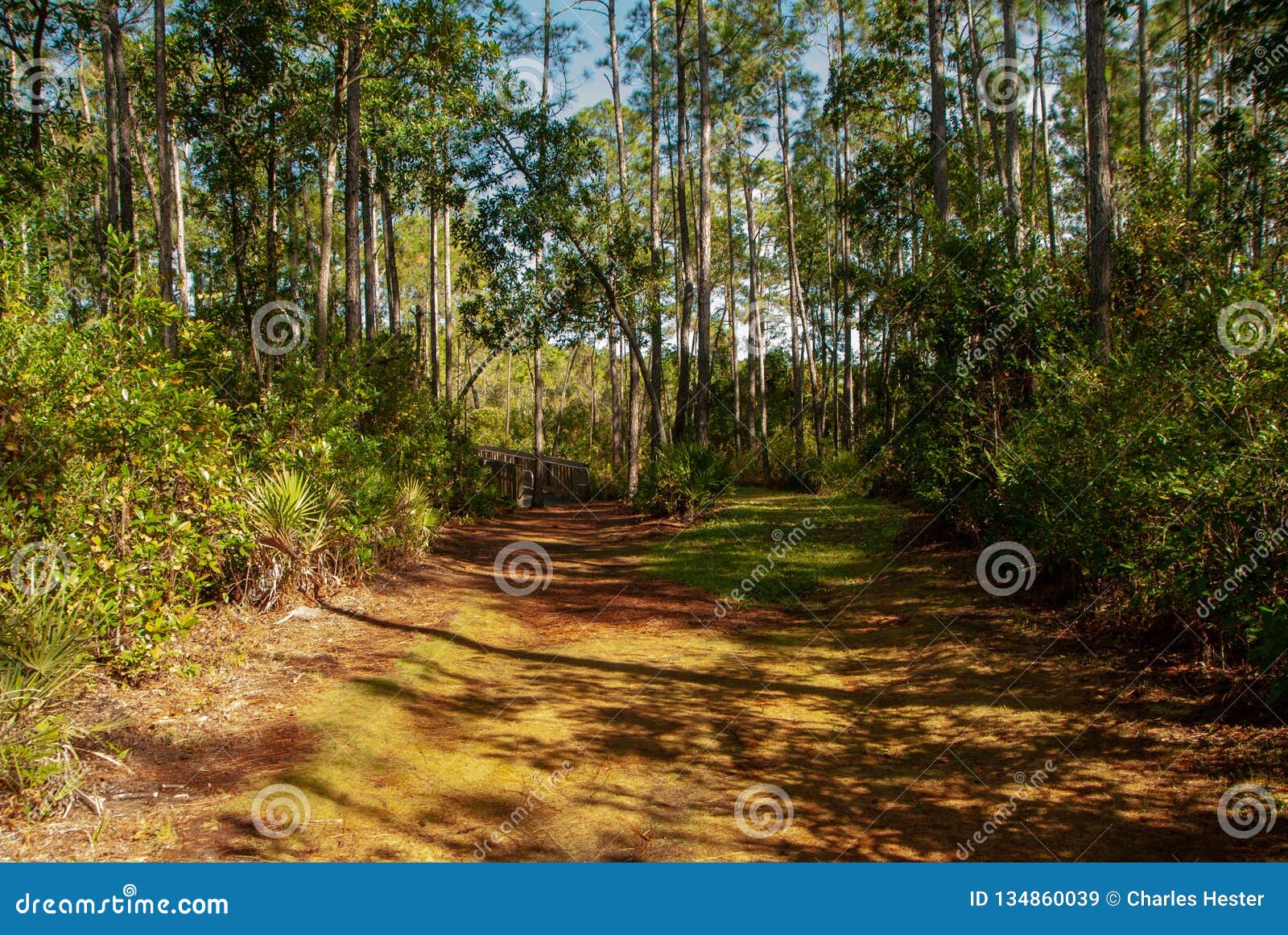 Secluded Trail Walk stock image. Image of tree, clouds - 134860039