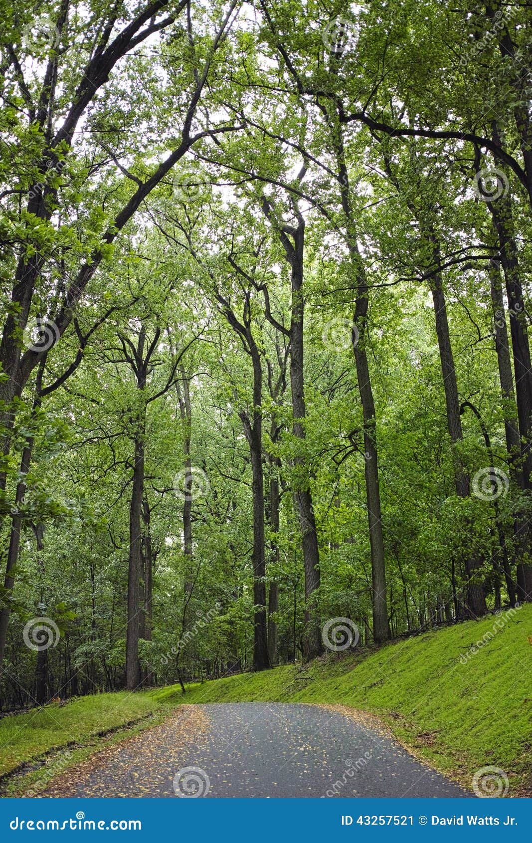 Secluded tree-lined road stock image. Image of roads - 43257521