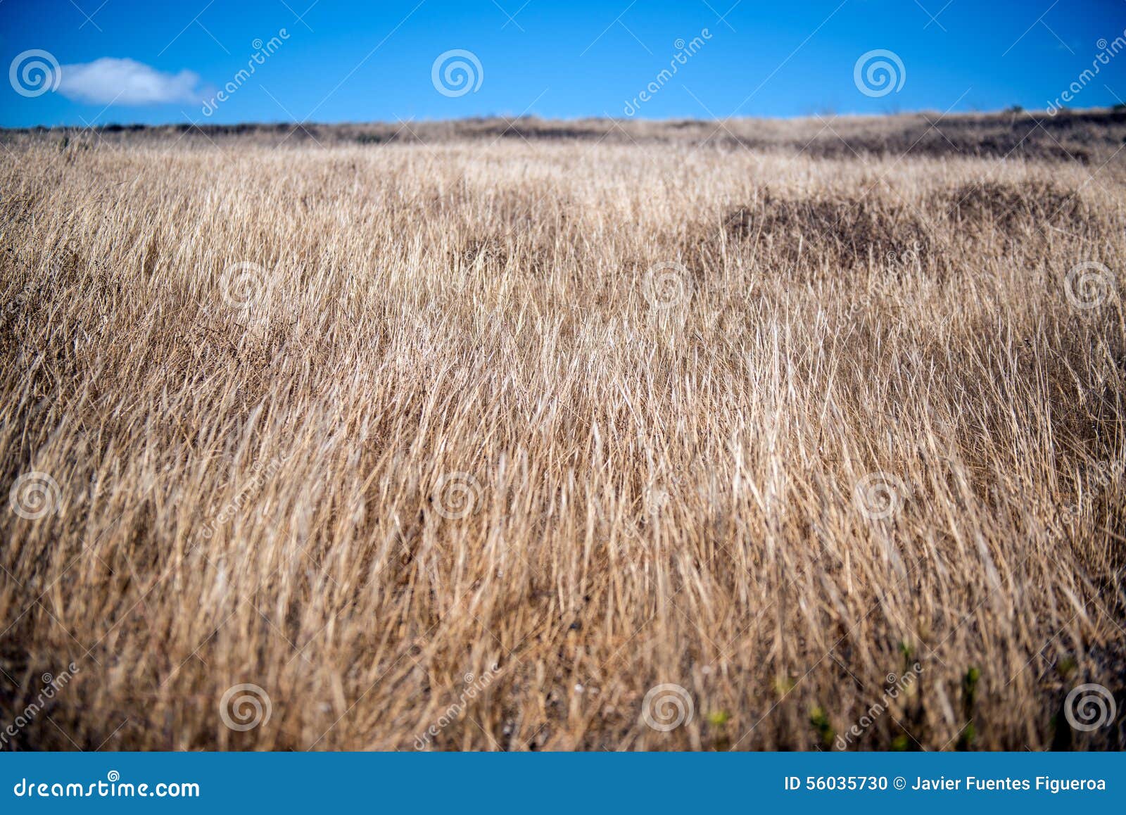 Seco foto de archivo. Imagen de paisaje, verano, seco - 56035730