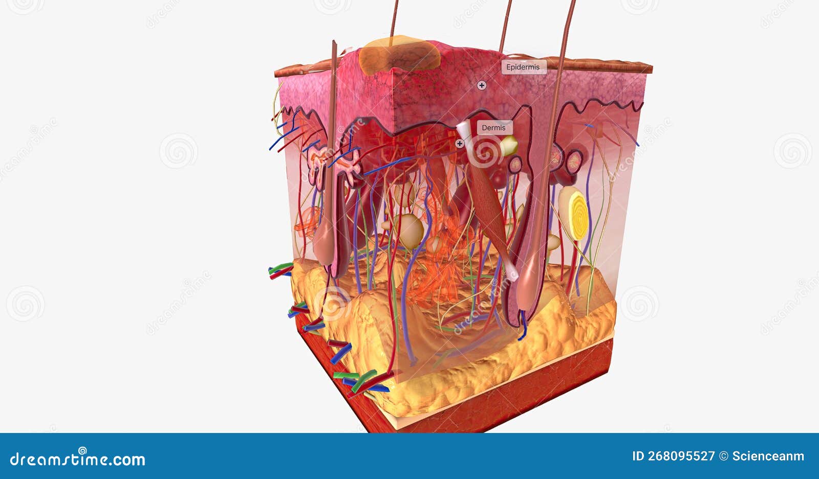 A Second Degree Burn Will Affect the Epidermis and Part of the Dermis ...