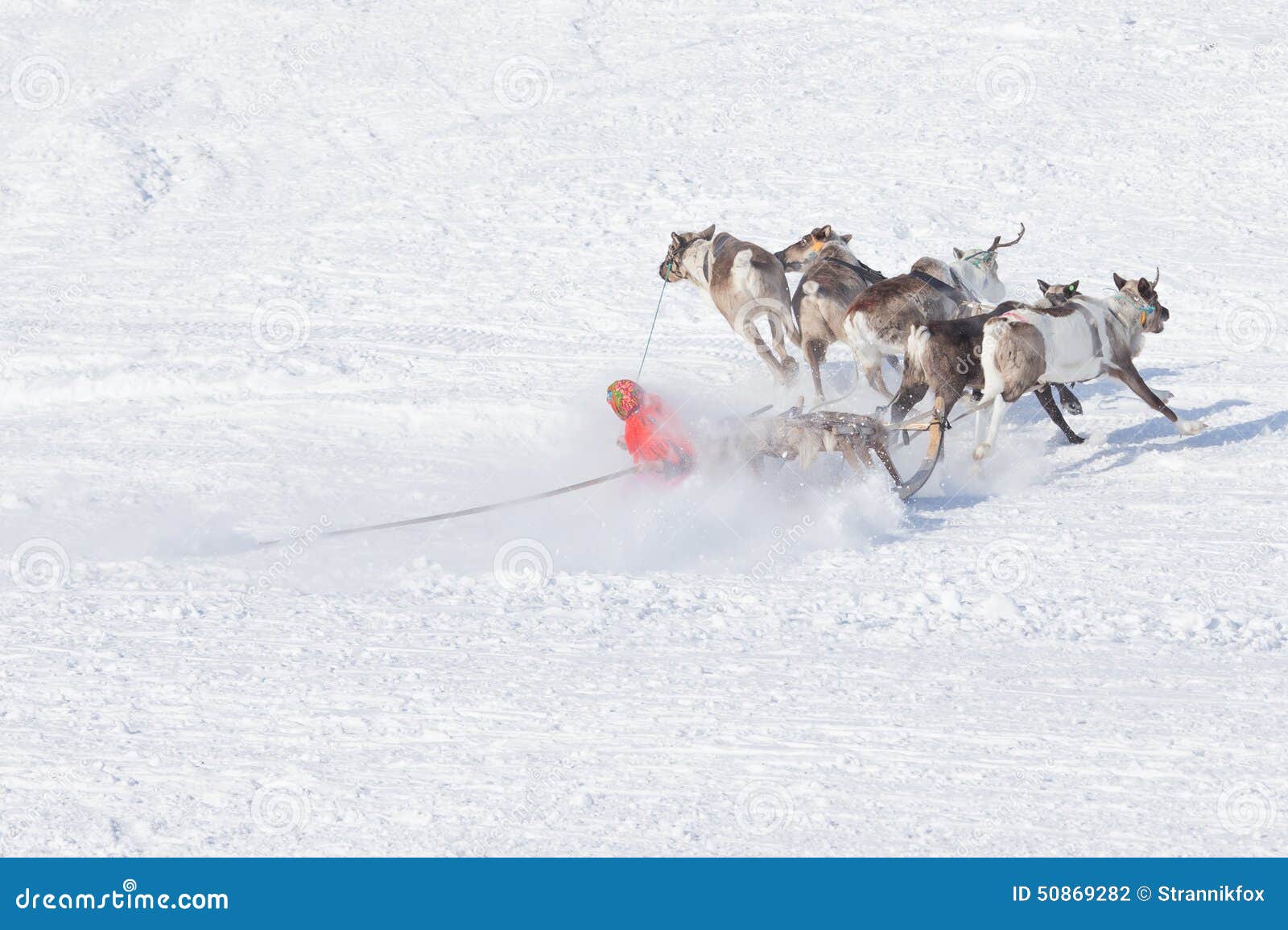 Second before Falling Musher Sleds with Reindeer Stock Photo - Image of ...