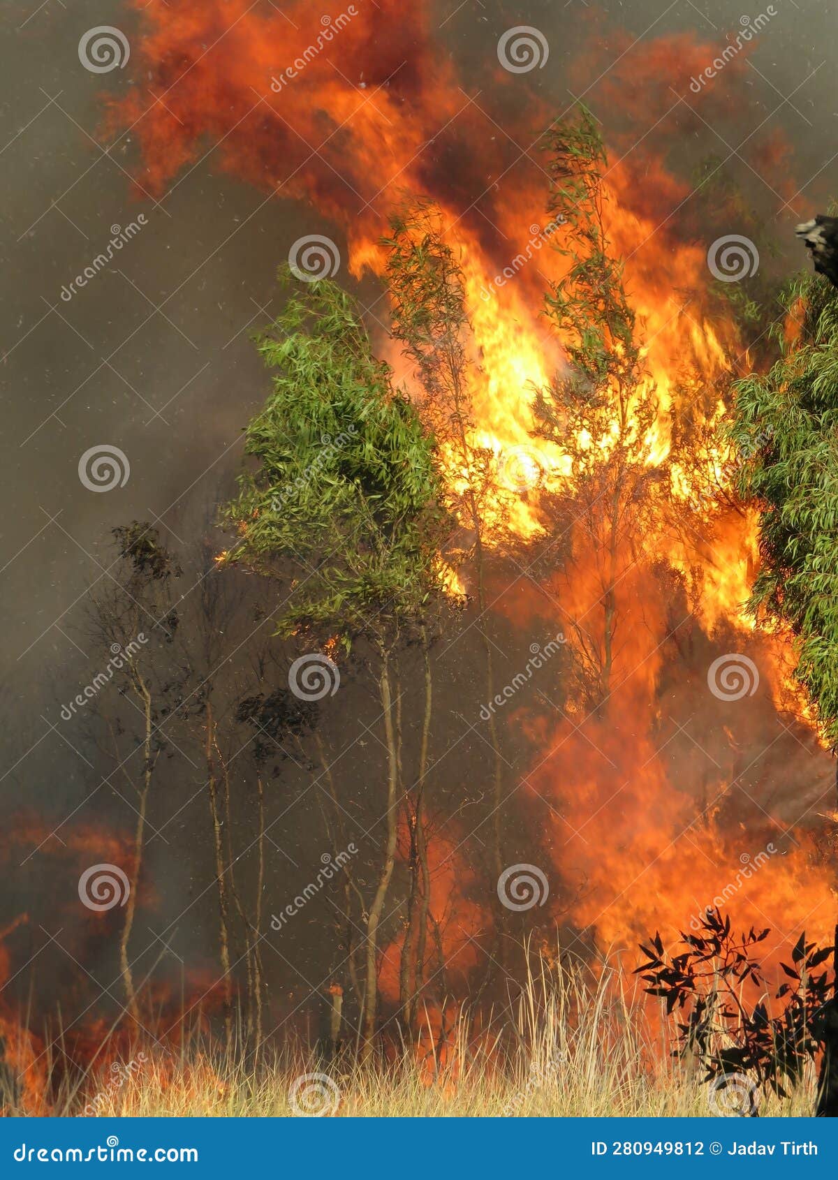 Second Largest Disaster Name is Forest Fire Stock Photo - Image of ...