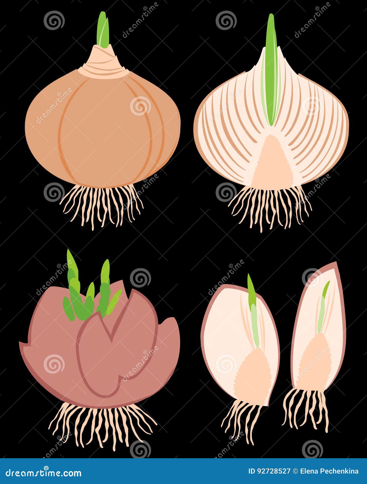 Second Life stock vector. Illustration of root, bulbs - 92728527