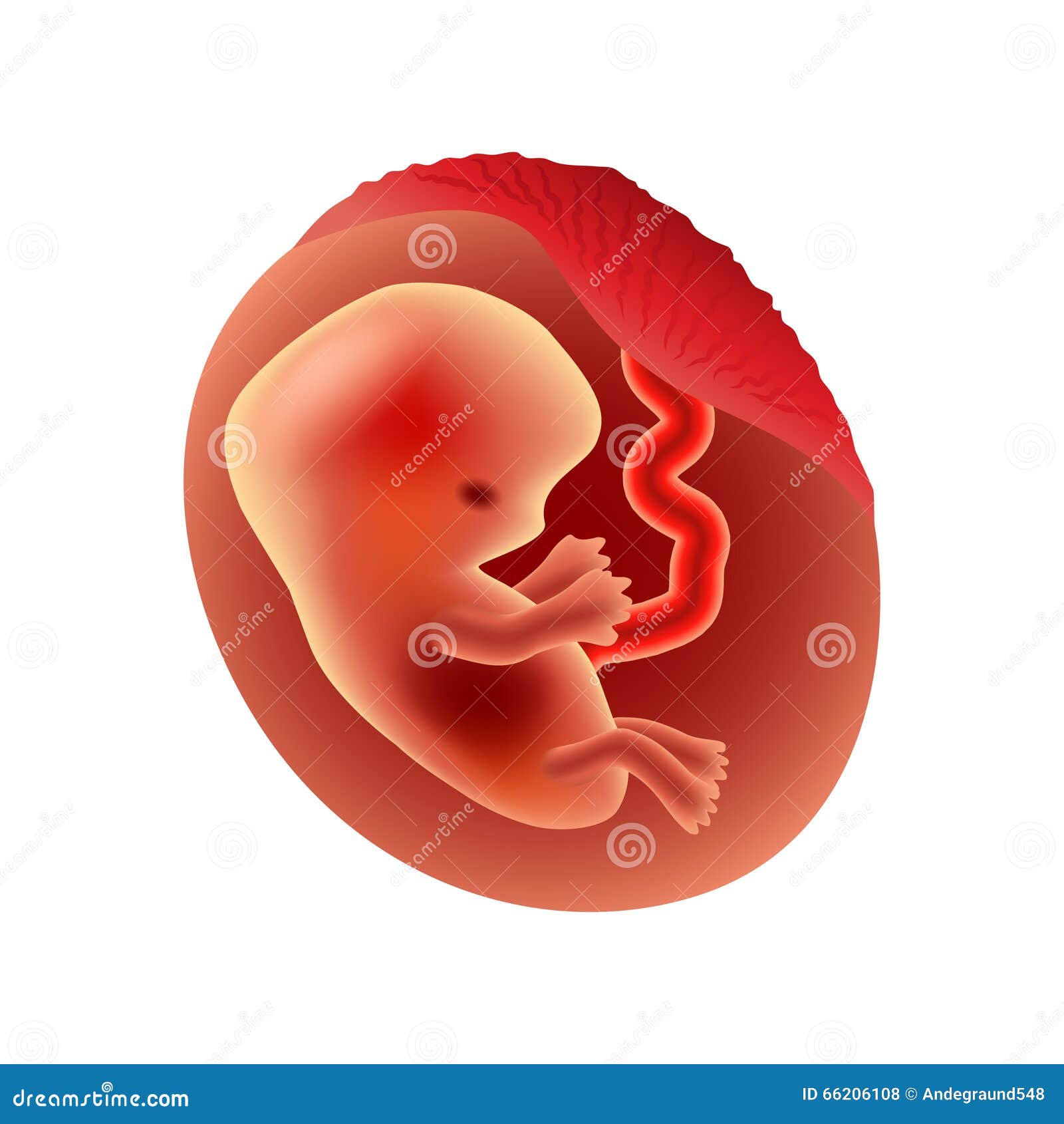 Second Month Stock Illustrations – 1,516 Second Month Stock ...