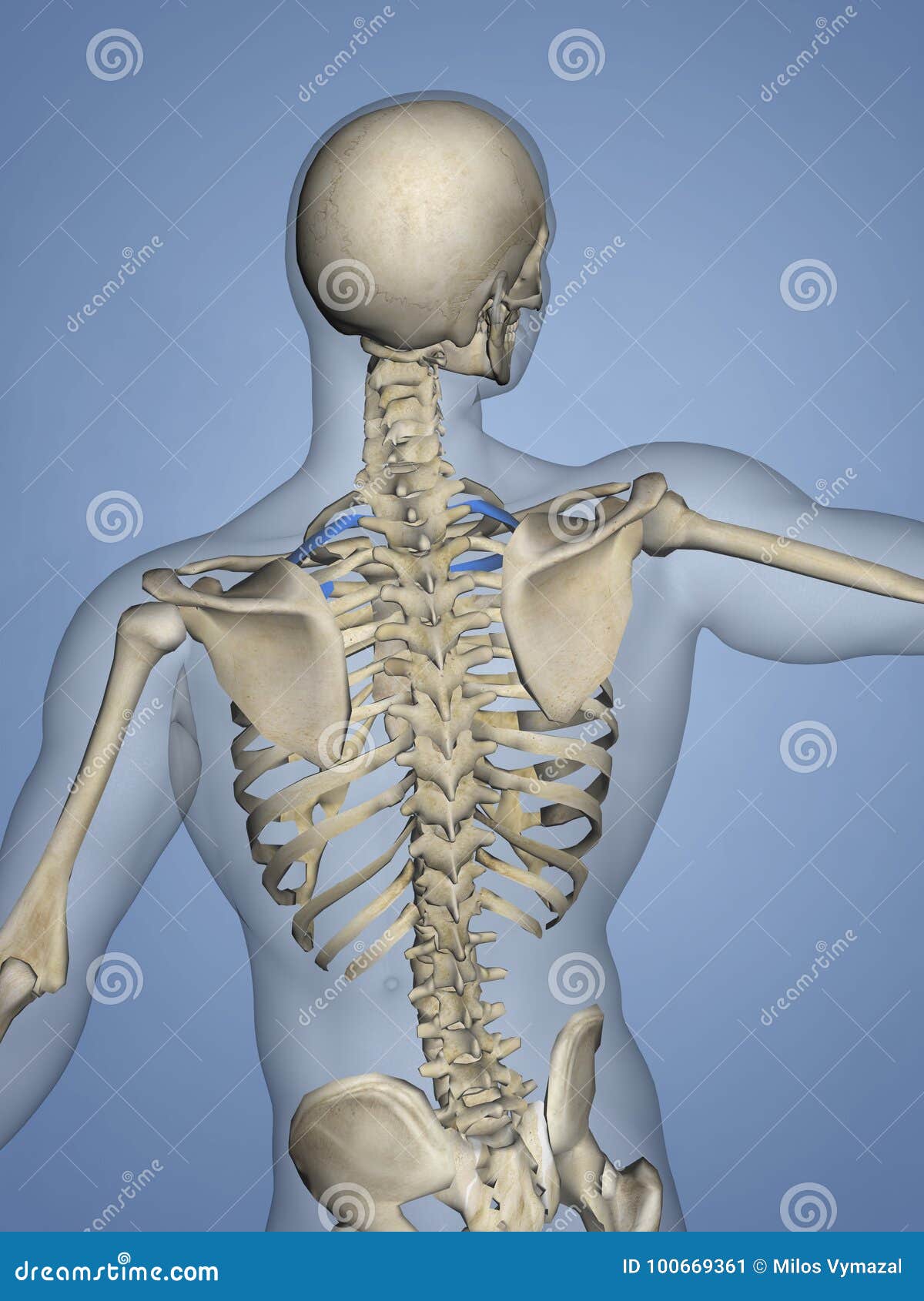 Second Rib, Rib Cage, 3D Model Stock Illustration - Illustration of ...