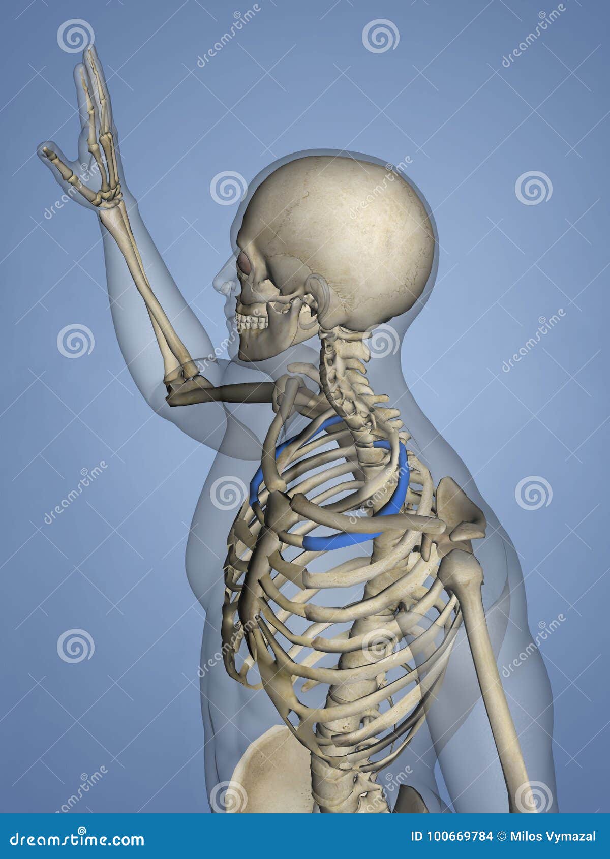 Second Rib, Rib Cage, 3D Model Stock Illustration - Illustration of ...