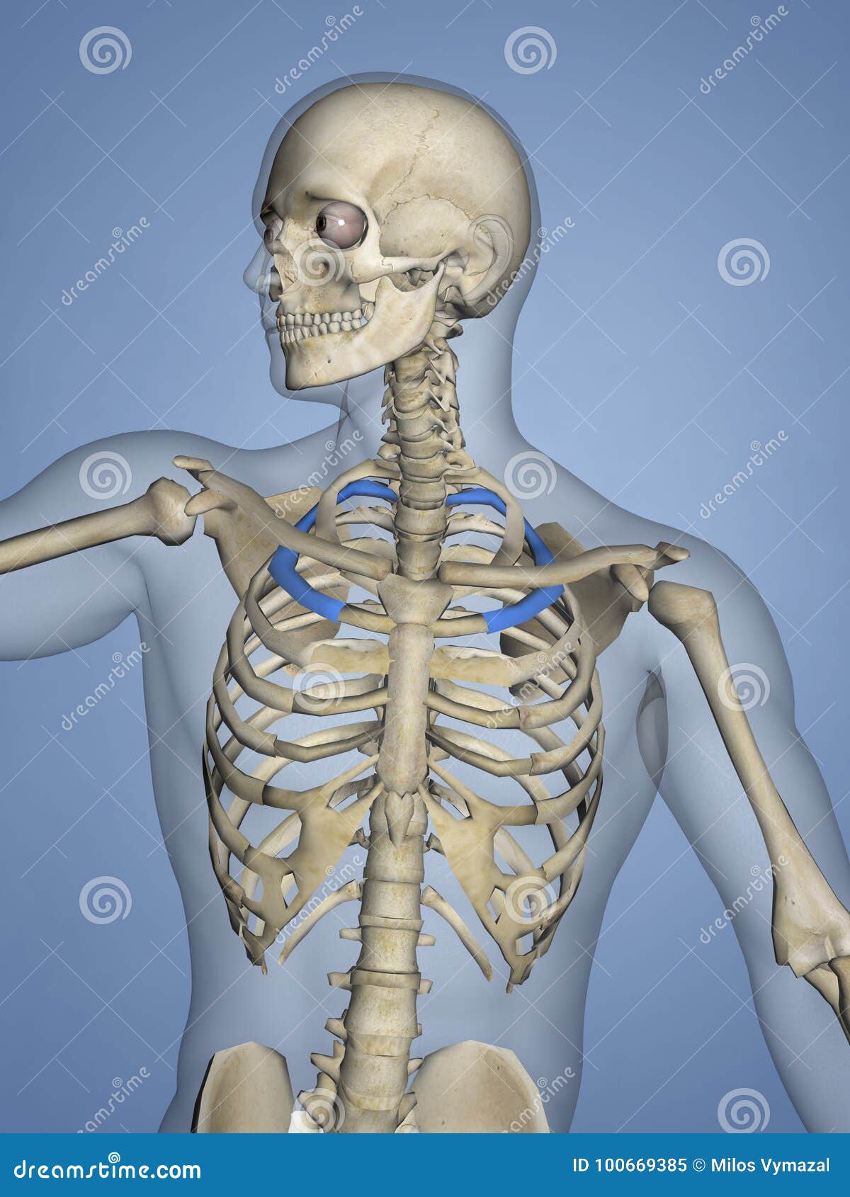 Second Rib, Rib Cage, 3D Model Stock Illustration - Illustration of ...