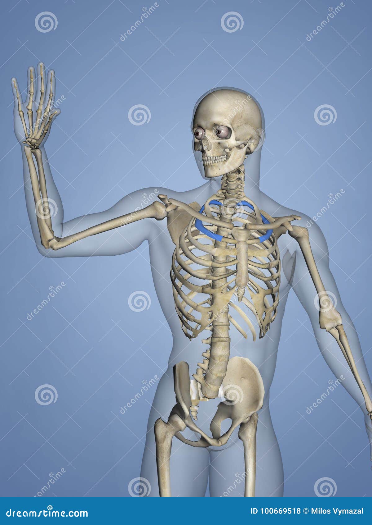 Second Rib, Rib Cage, 3D Model Stock Illustration - Illustration of ...