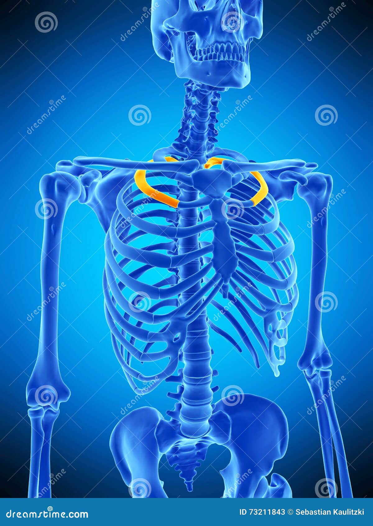 The second ribs stock illustration. Illustration of rendering - 73211843