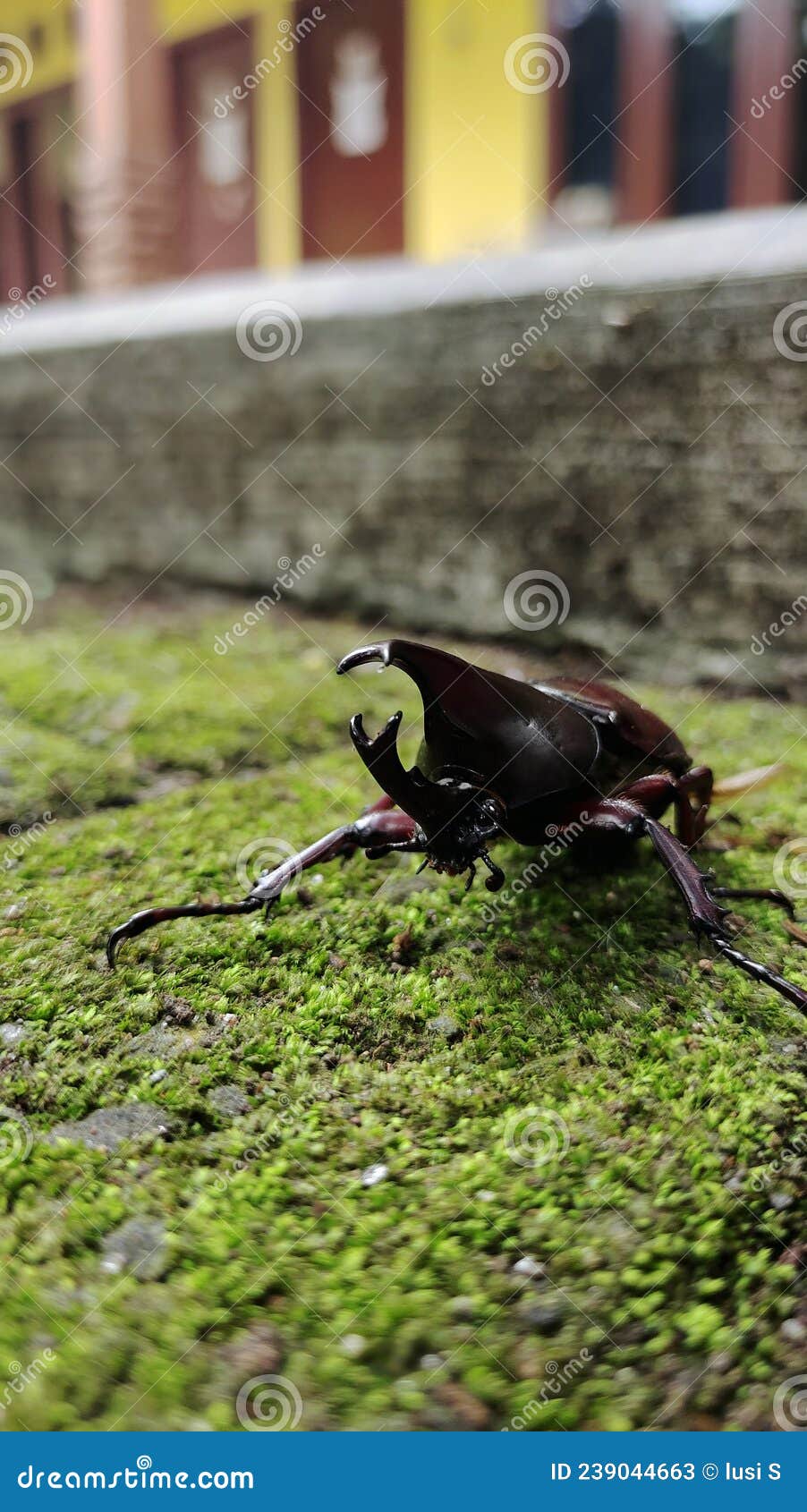 The Second Shoot of a Unique Animal Called Heak Stock Image - Image of ...