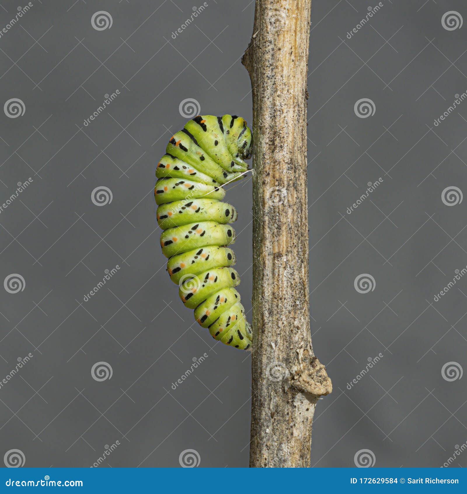 Second Stage of Chrysalis Pupa Formation of a Swallowtail Butterfly ...