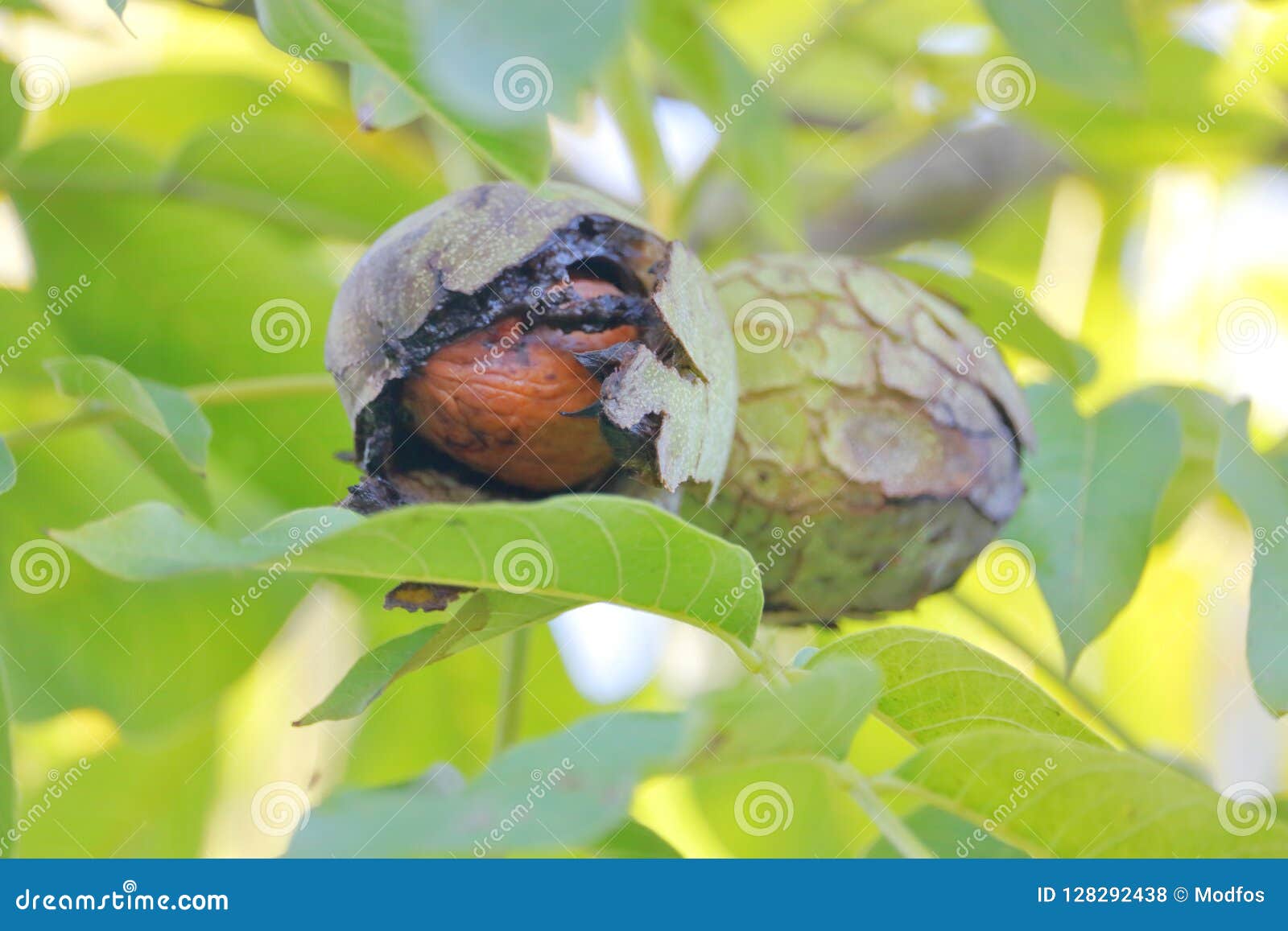 Second Stage of Ripening Hazelnut Stock Photo - Image of season, hazel ...