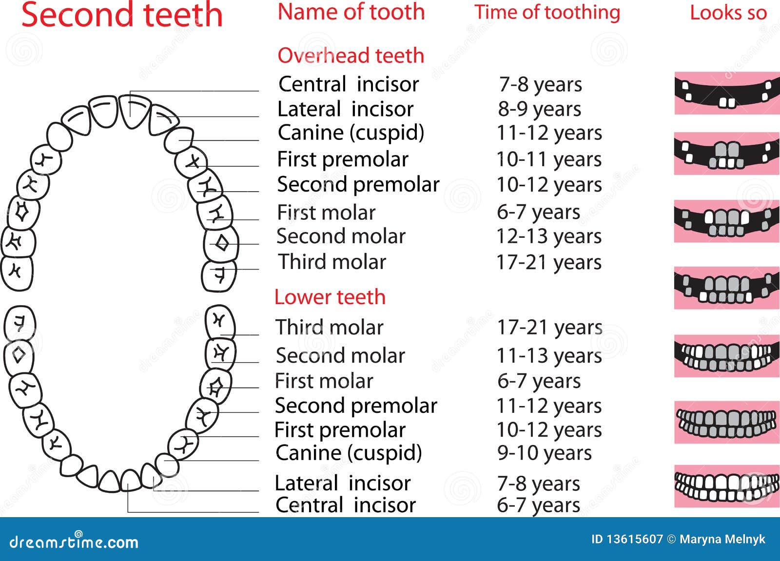 Second teeth stock vector. Illustration of canine, decay - 13615607