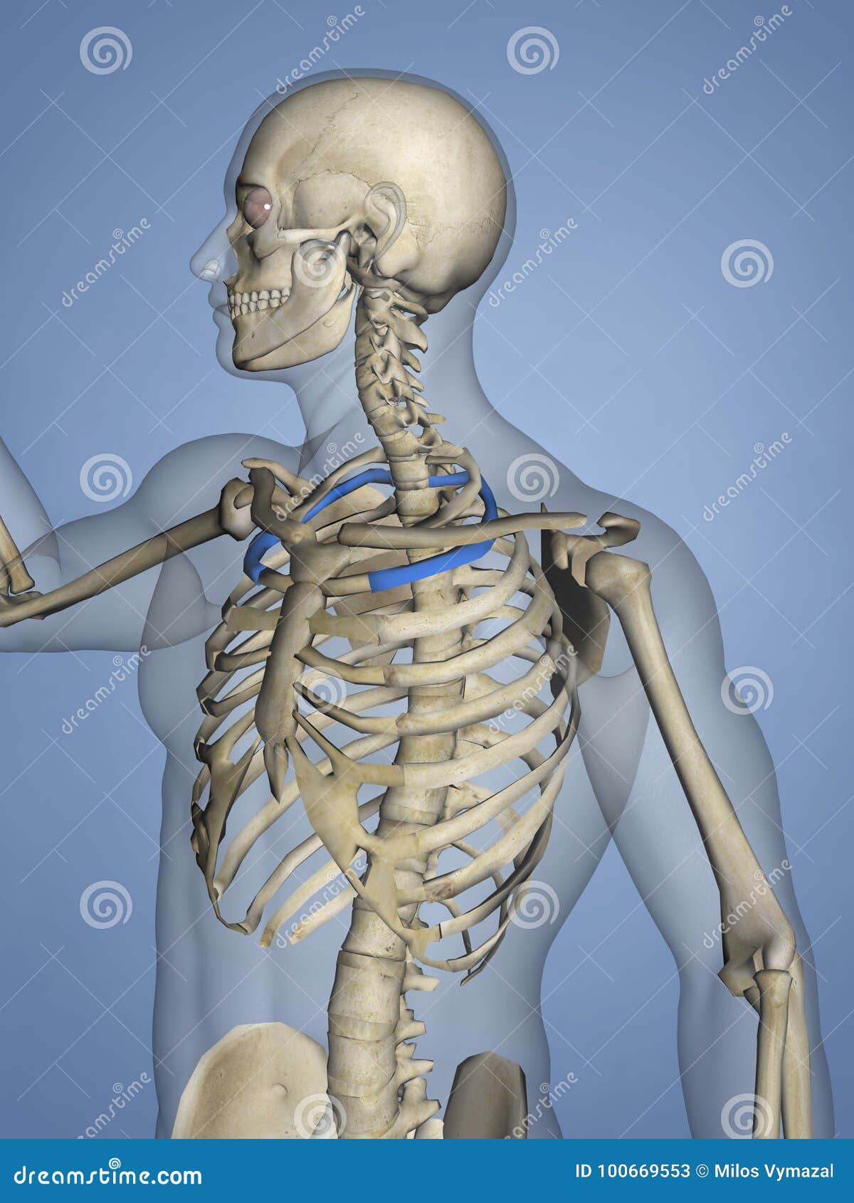 Seconda Costola, Rib Cage, Modello 3D Illustrazione di Stock ...