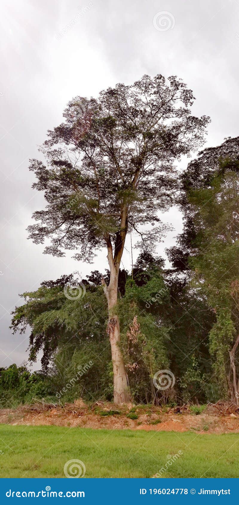Secondary Forest Disturbed by Tree Cutting Stock Photo - Image of ...