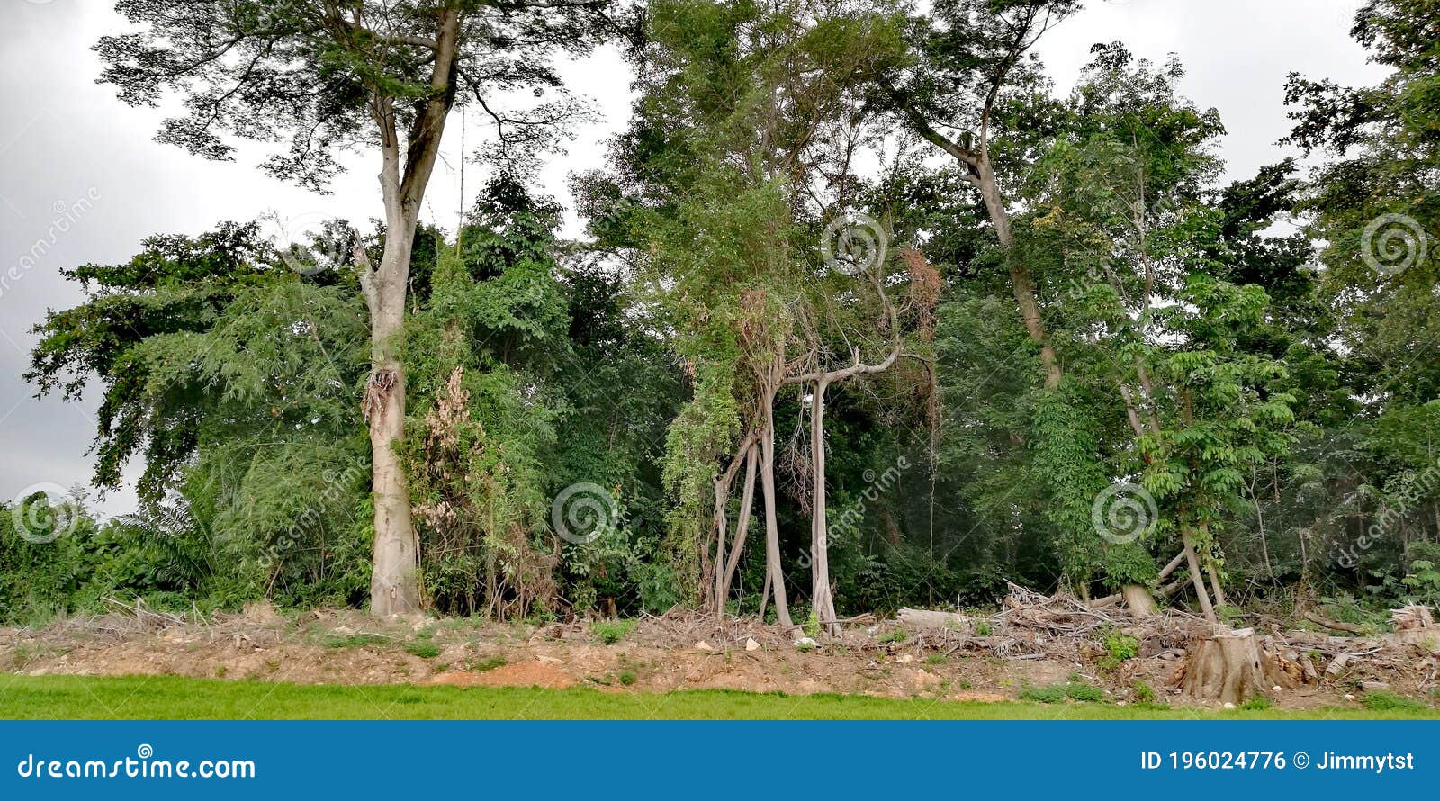 Secondary Forest Disturbed by Tree Cutting Stock Photo - Image of ...