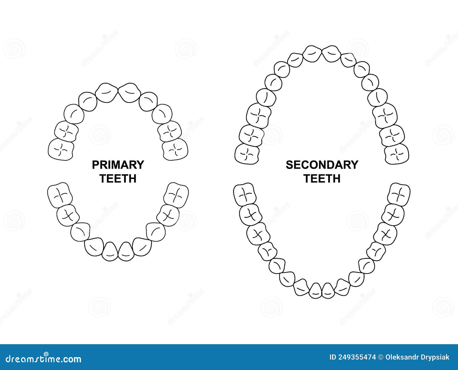 Primary Teeth Dentition Anatomy. Child Upper And Lower Jaw. Child Tooth ... Primary Teeth Dentition Anatomy. Child Upper And Lower Jaw. Child Tooth ...